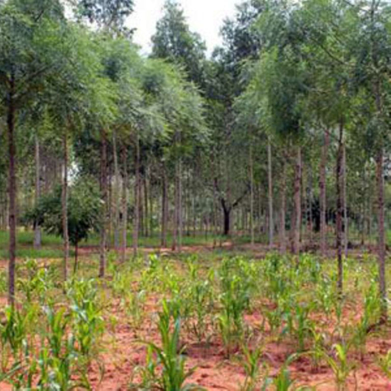 Semi-arid lands wonder tree provides new income streams for ...