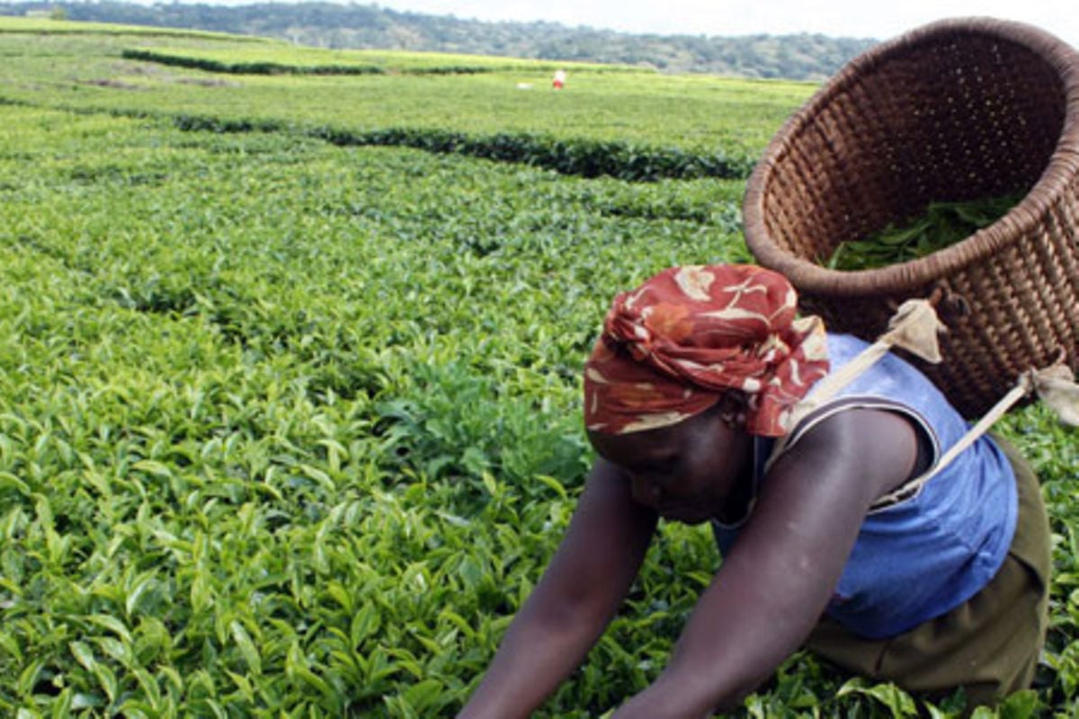 Sasini targets new markets in post Covid-19 expansion drive - Business ...