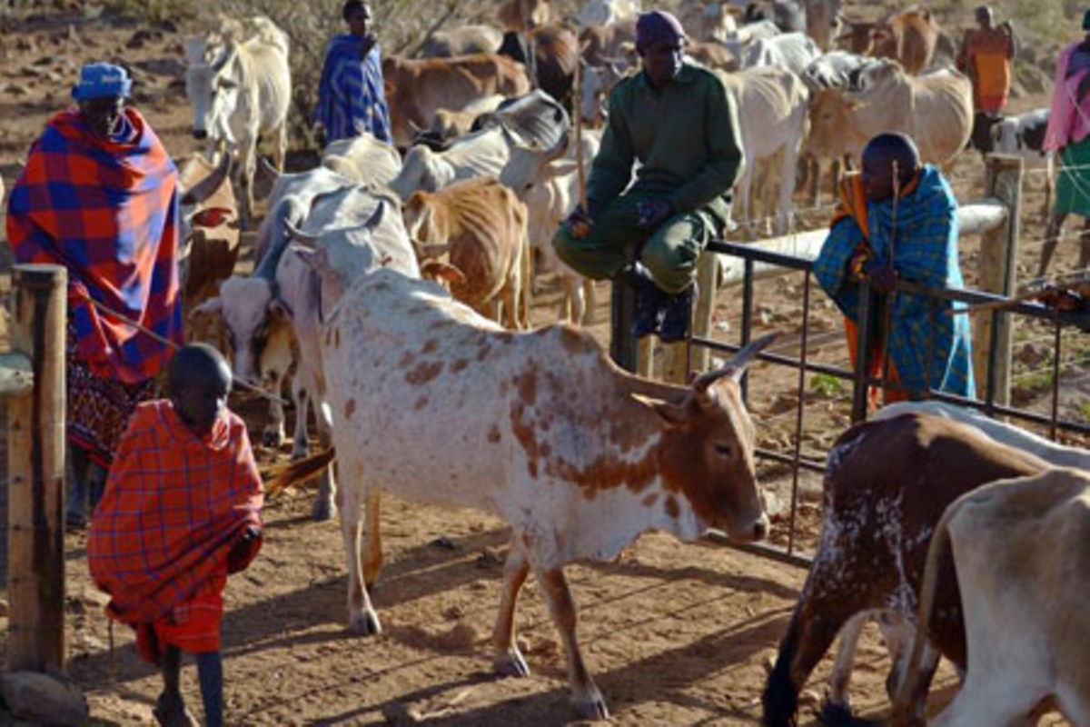 Drought ignites human-wildlife conflict in fight for dwindling ...