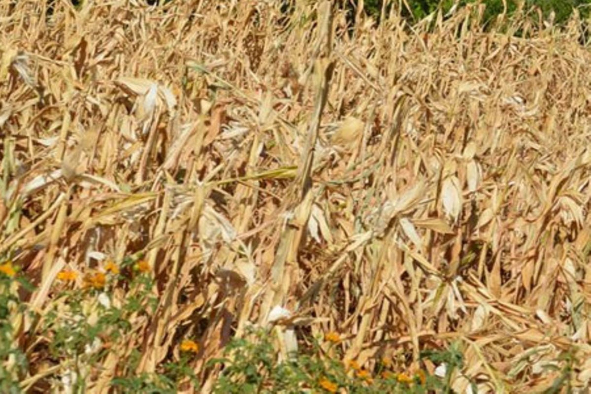Makueni farmers adopt drought-tolerant maize seeds to boost yields ...