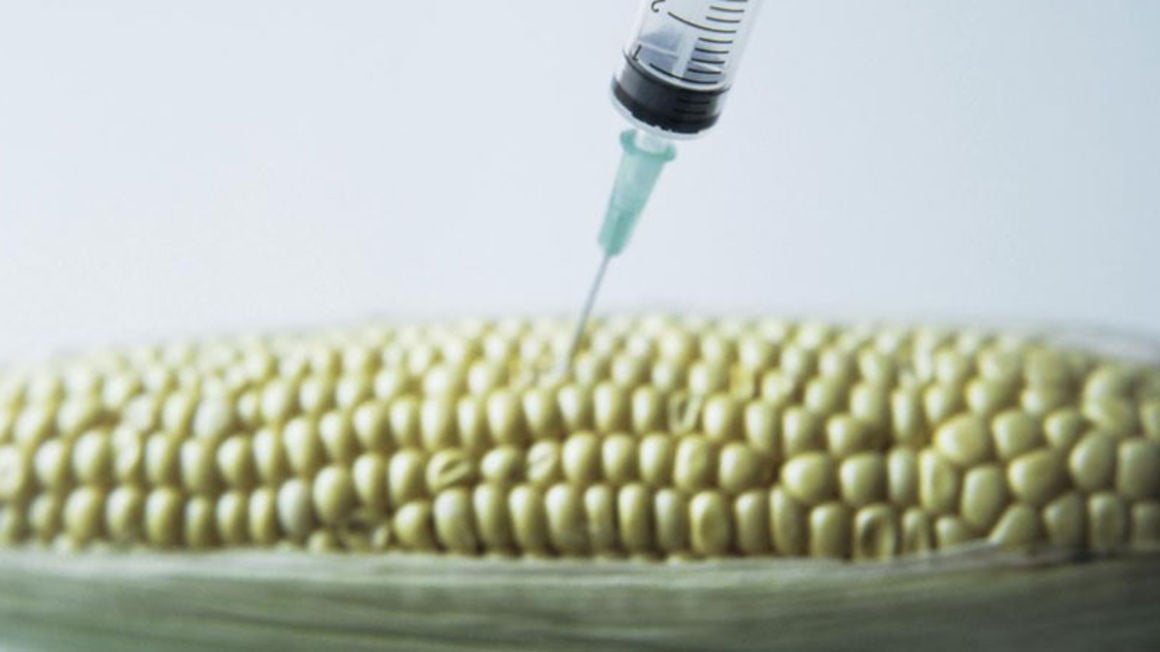 Ban on genetically modified maize to stay despite crisis - Business Daily