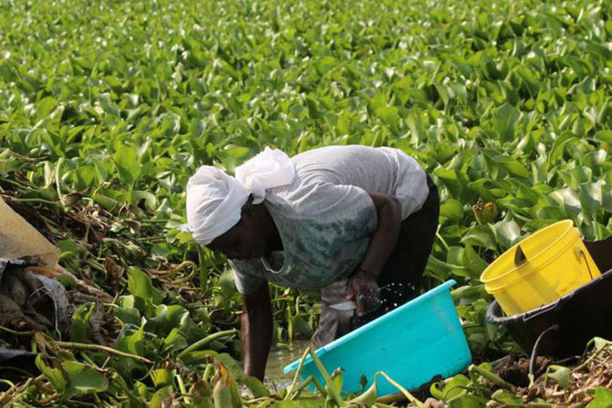 Kenyan scientists laud plan to harness hyacinth weed - Business Daily