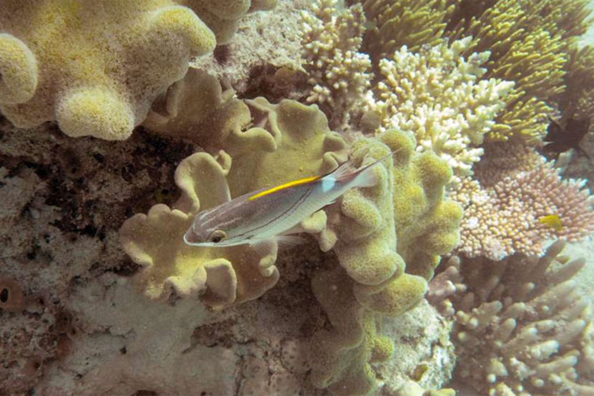 Step up measures to save Kenya’s coral reefs - Business Daily