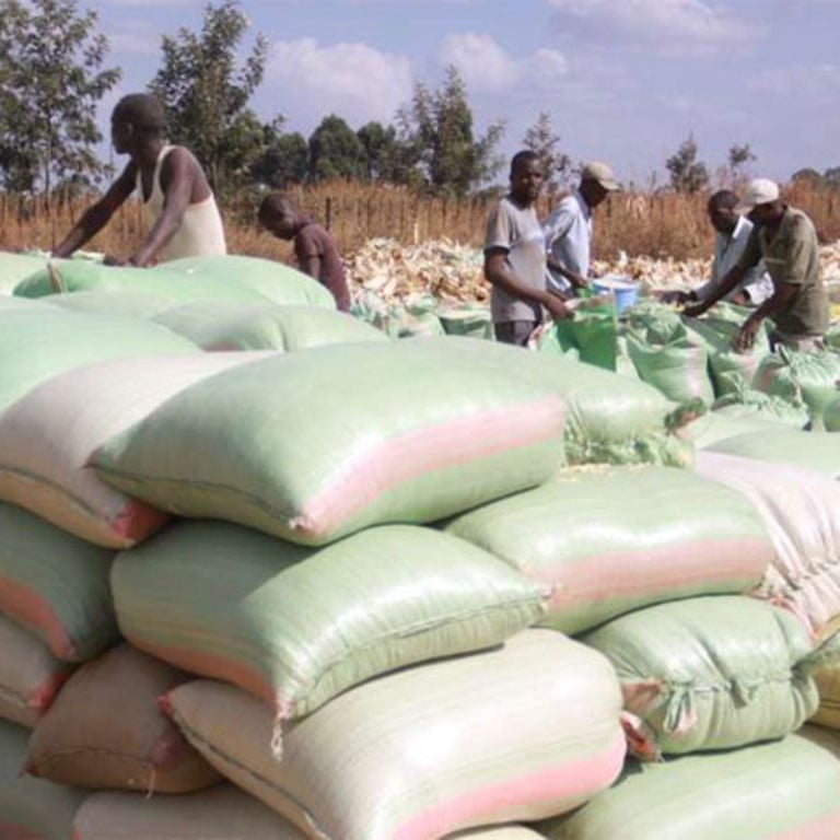 Drought-tolerant, pest resistant maize variety promises higher yields ...