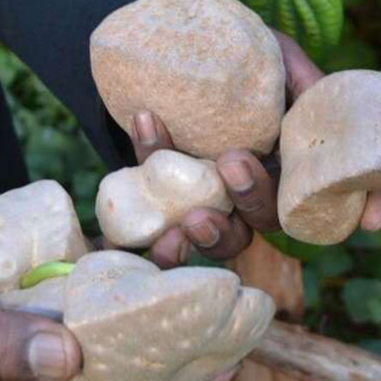 Nyeri farmer reaps big returns from aerial yams - Business Daily