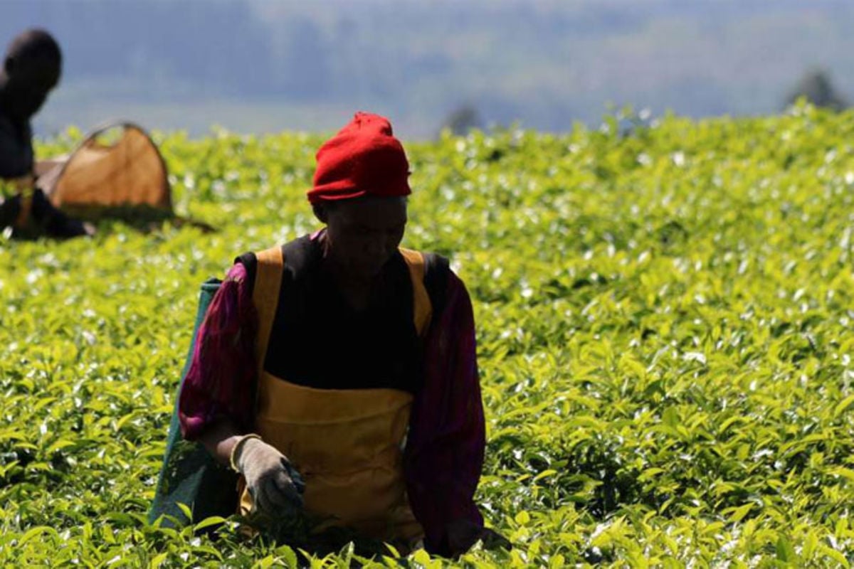 Bonus shock as drought cuts tea earnings by Sh24bn - Business Daily