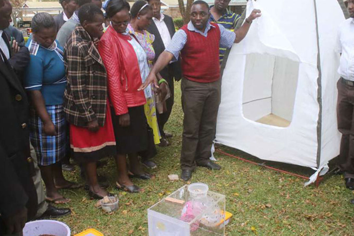 Kenyan farmers benefit from insect rearing project - Business Daily