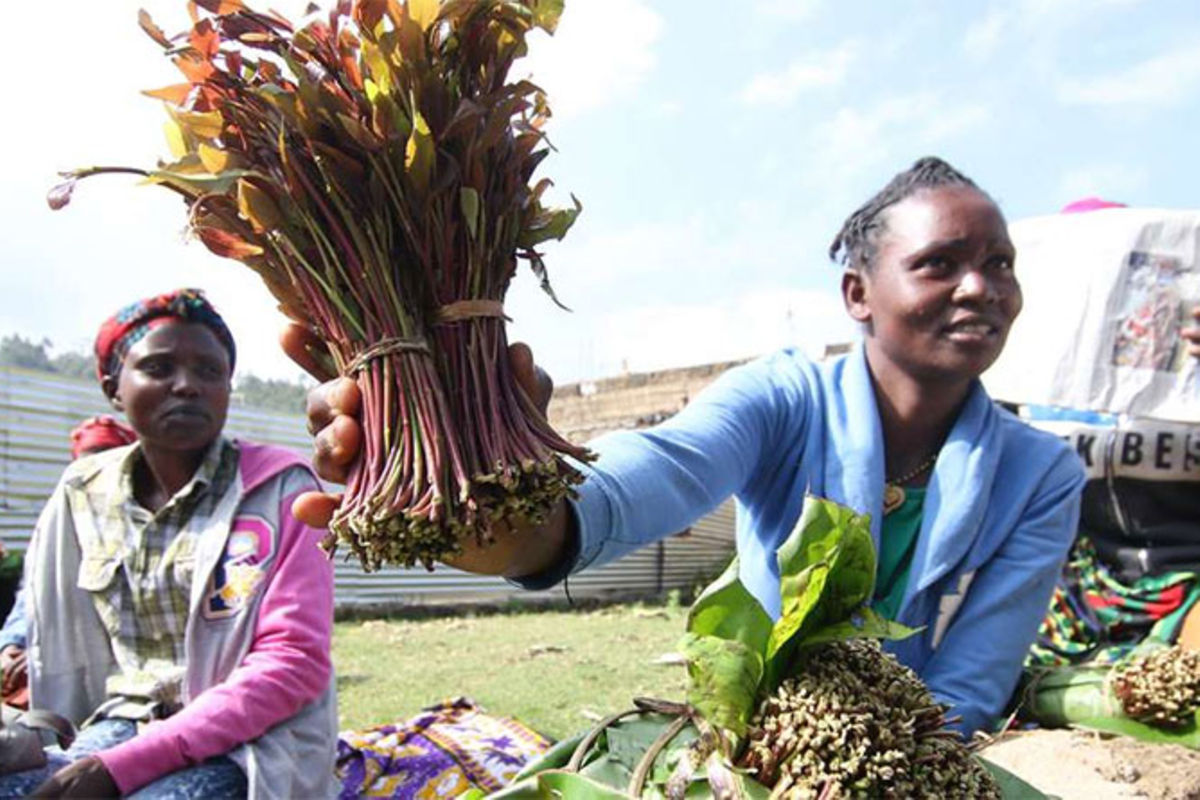 Optimism grows for return of Kenya miraa to Somalia - Business Daily