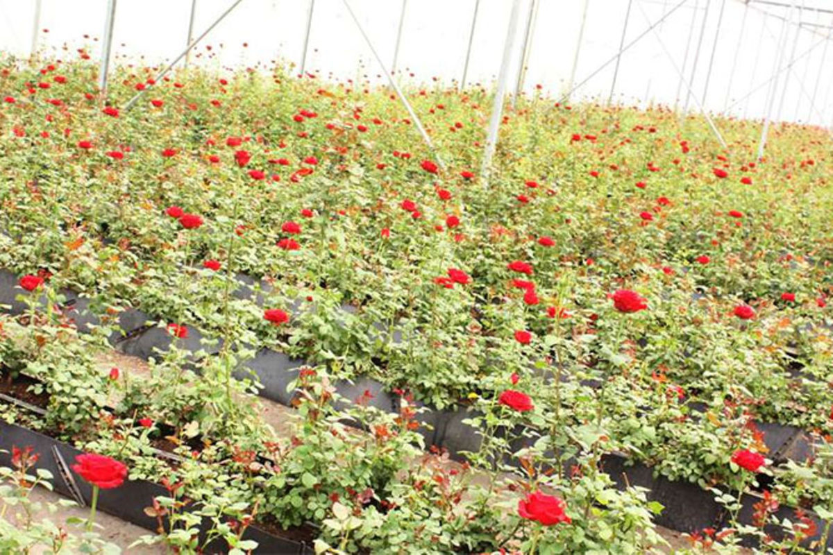 Karuturi faces Stanbic hammer - Business Daily