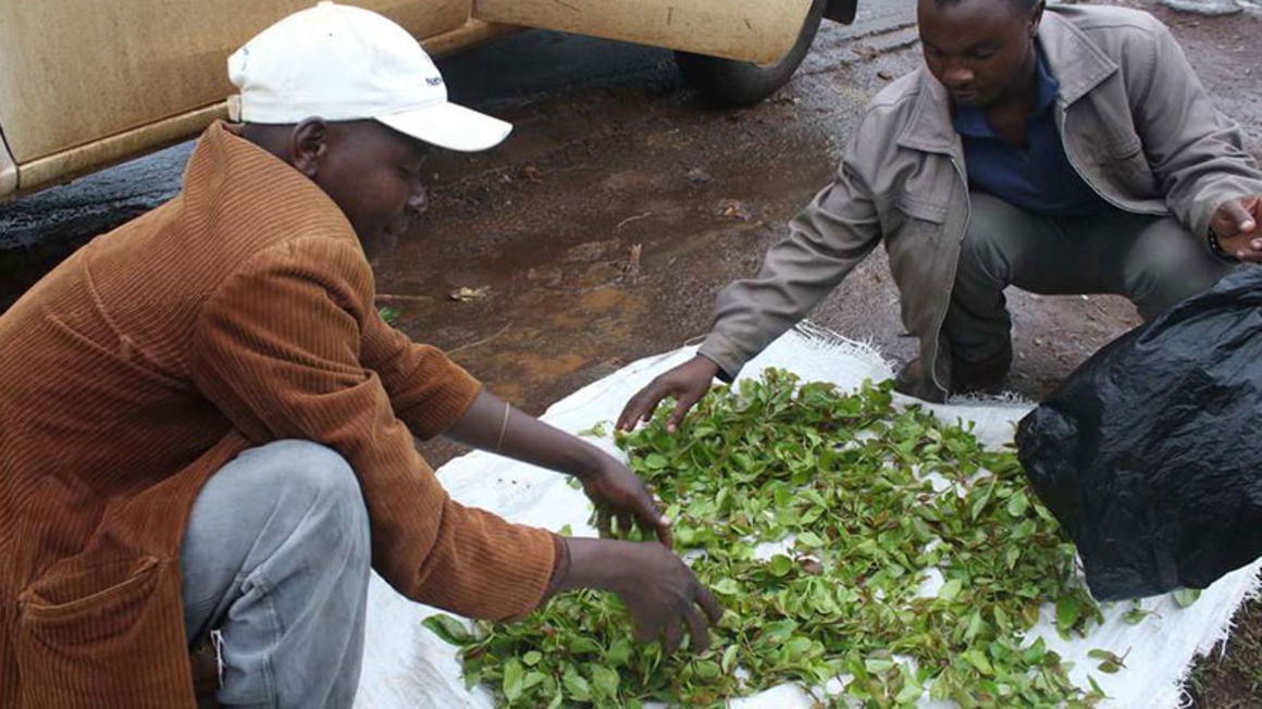 Embu farmers want muguka separated from miraa - Business Daily