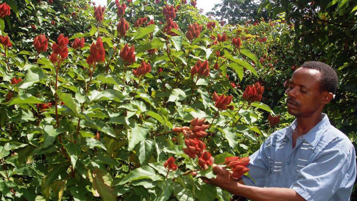 Bixa farming: Cash crop brightening Kwale farmer's fortunes - Business ...