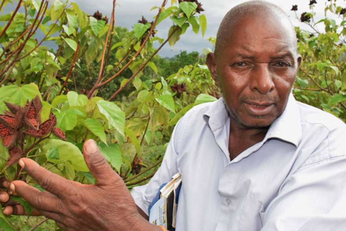 Bixa farming: Cash crop brightening Kwale farmer's fortunes - Business ...