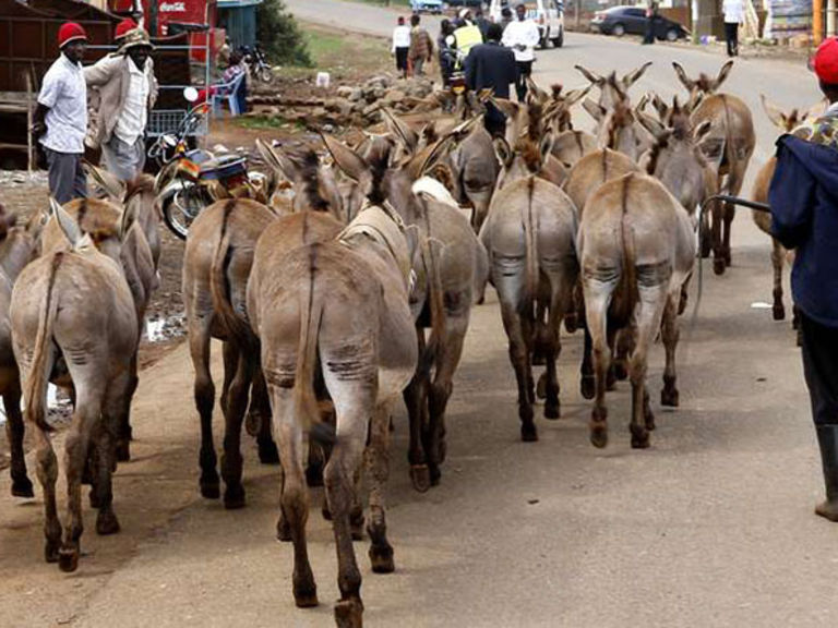 Donkey keepers protest rising theft cases - Business Daily