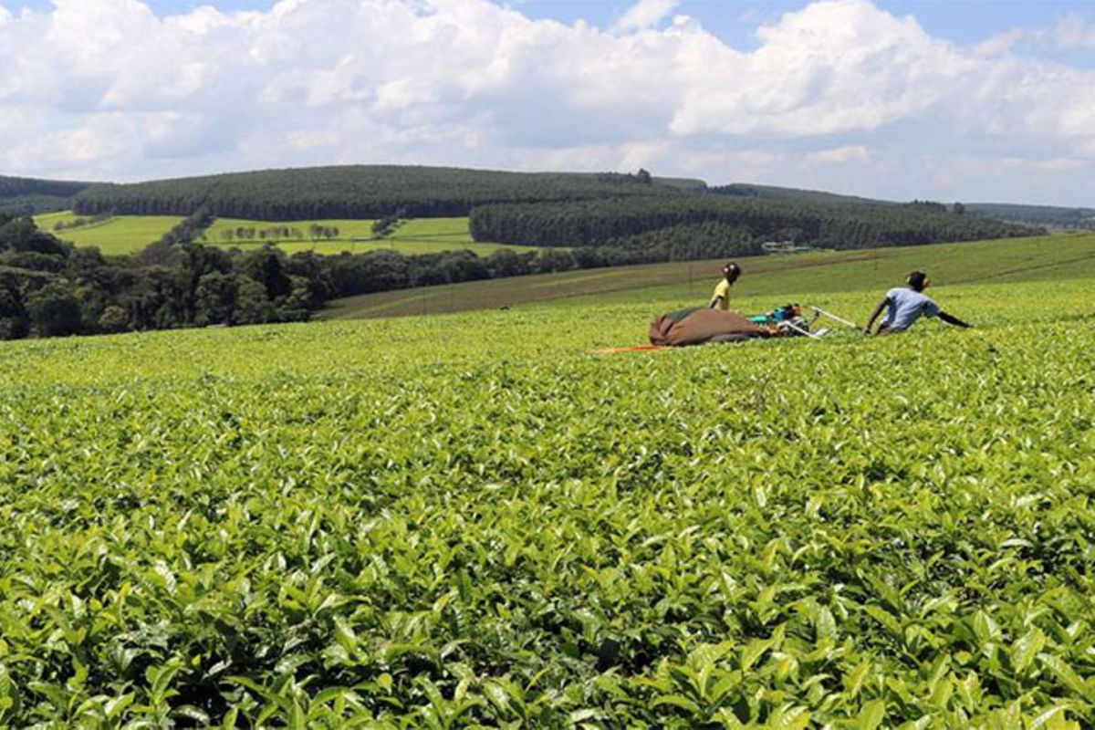 Unilever Tea says not all 11,000 unionised staff will be retired early ...