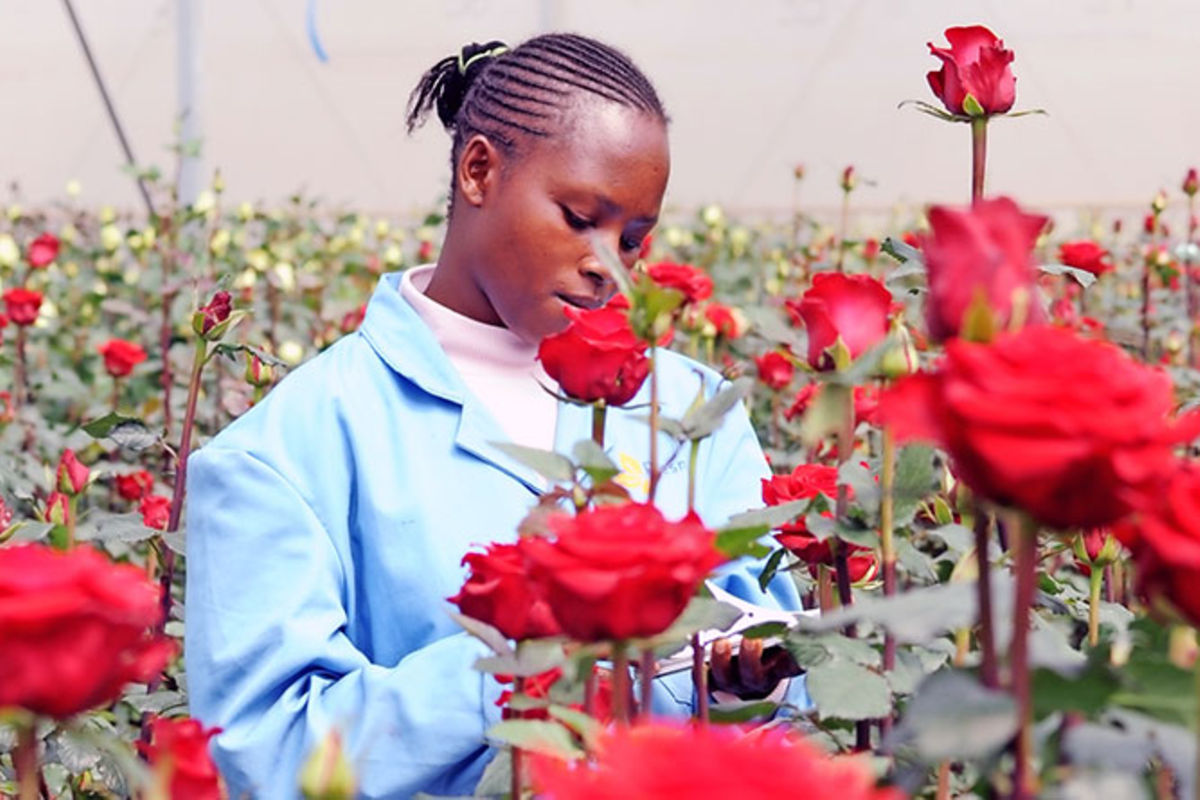Speed up fertiliser checks, orders State - Business Daily