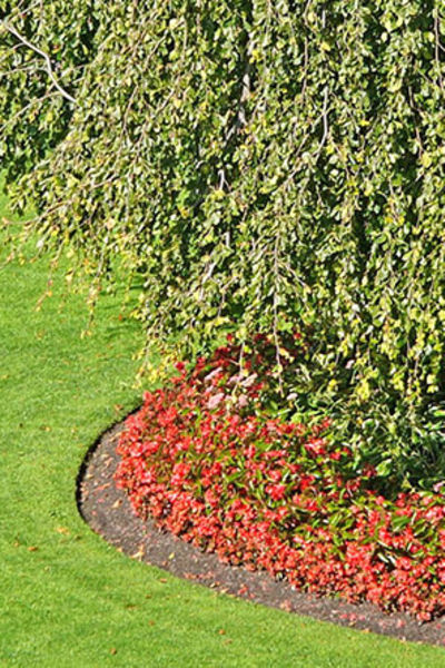 Try Out Zimbabwean Grass - Business Daily