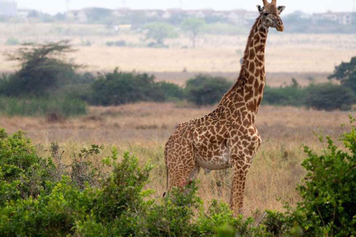 Understanding a skin disease that’s peculiar to giraffes - Business Daily