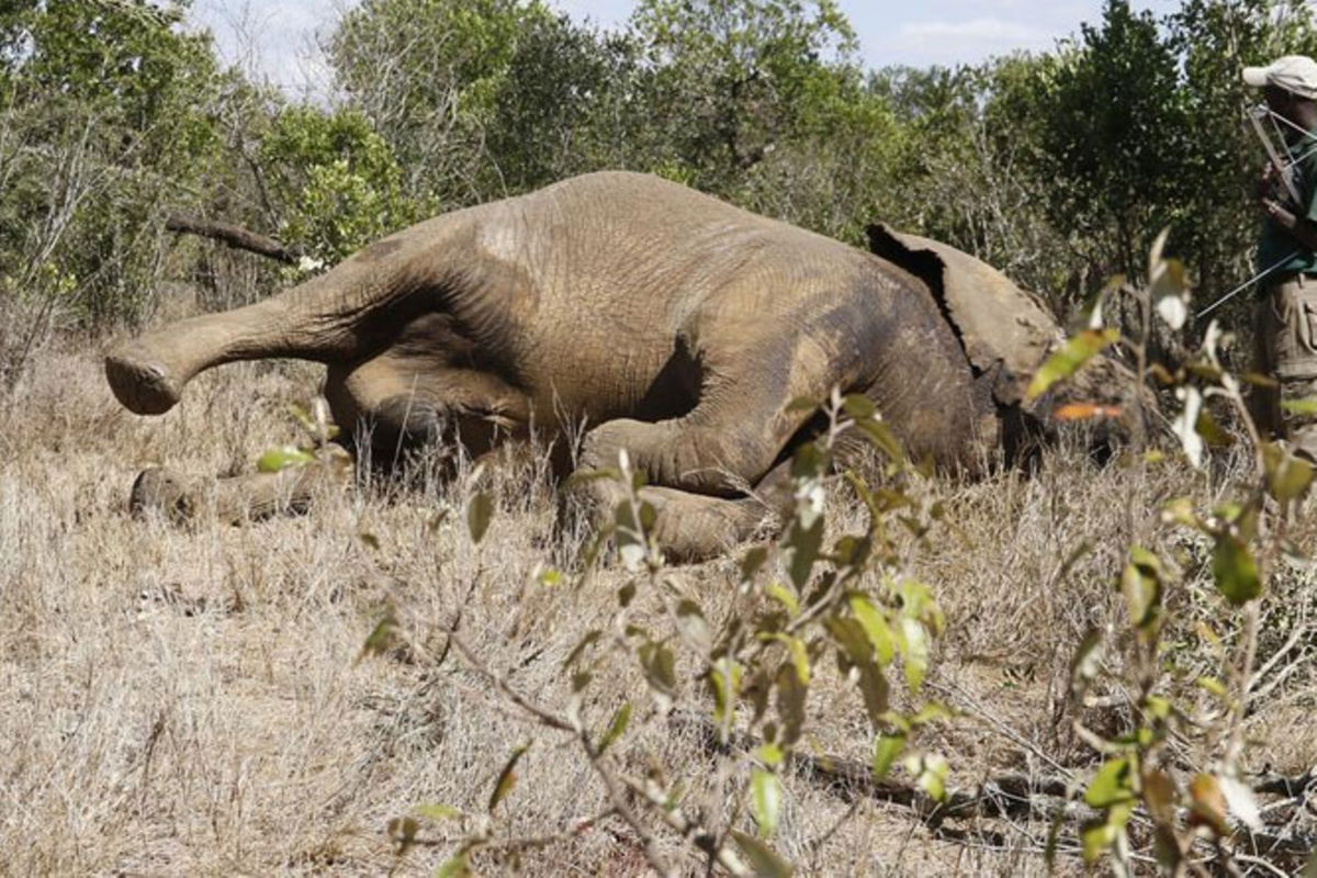 Sh300 million night cameras boost war against poaching - Business Daily