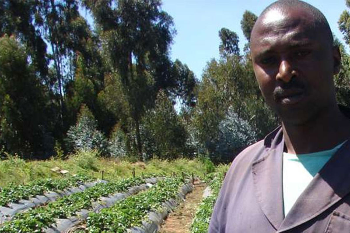 Strawberries earn tidy sum for former driver - Business Daily