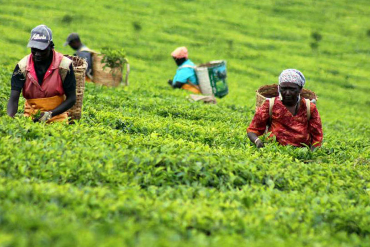 Limuru Tea recruits new chief executive - Business Daily