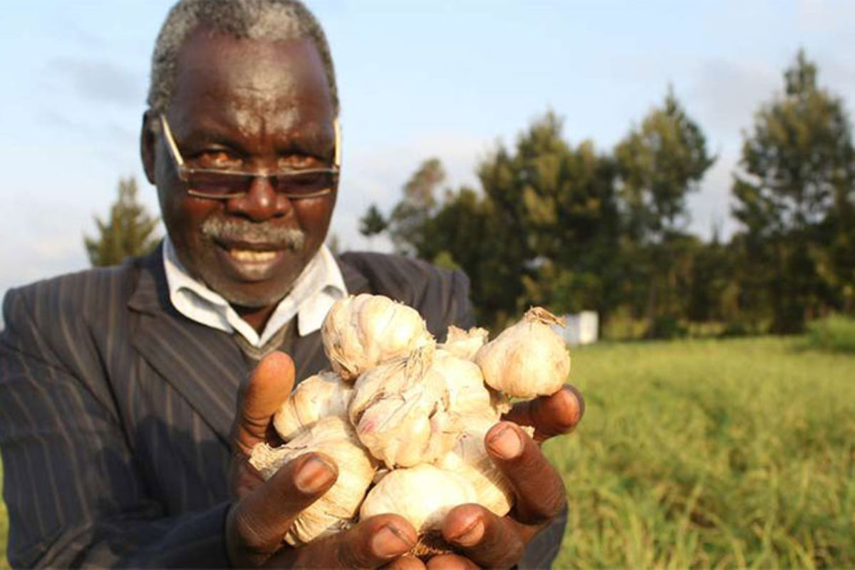 China garlic hits 50pc of Kenya’s market supply - Business Daily
