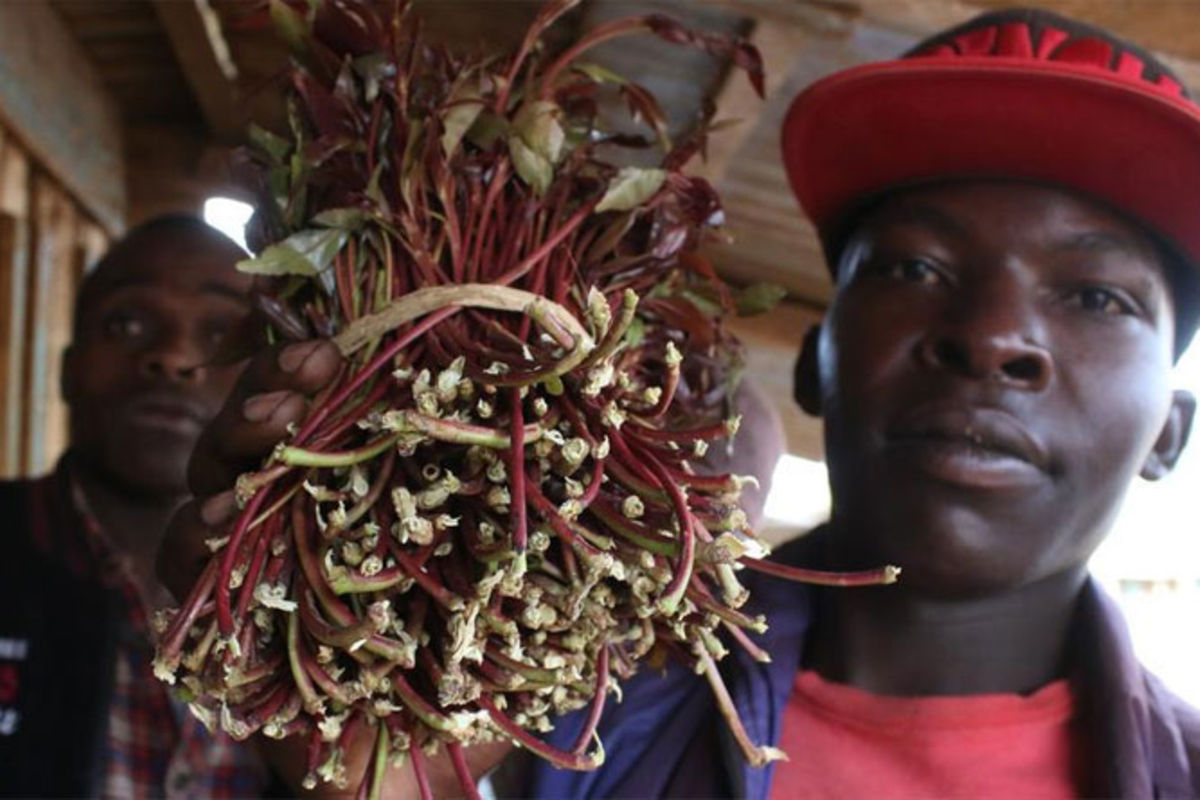 Miraa lobby jittery over Kenya-Somali border row as exports fall ...