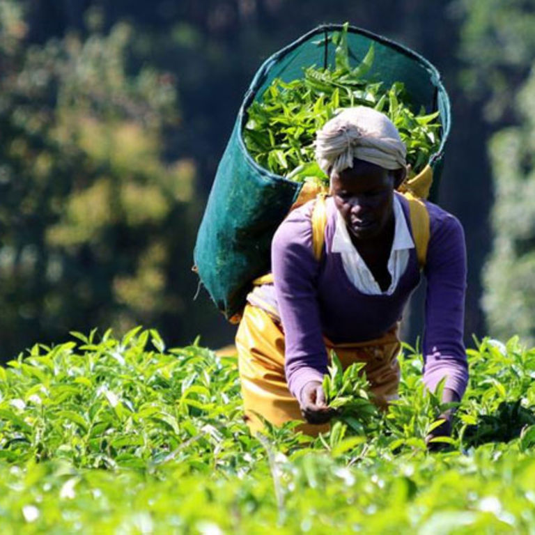 KTDA raises tea farmers' monthly pay by Sh1 per kilo, mulls mechanised ...