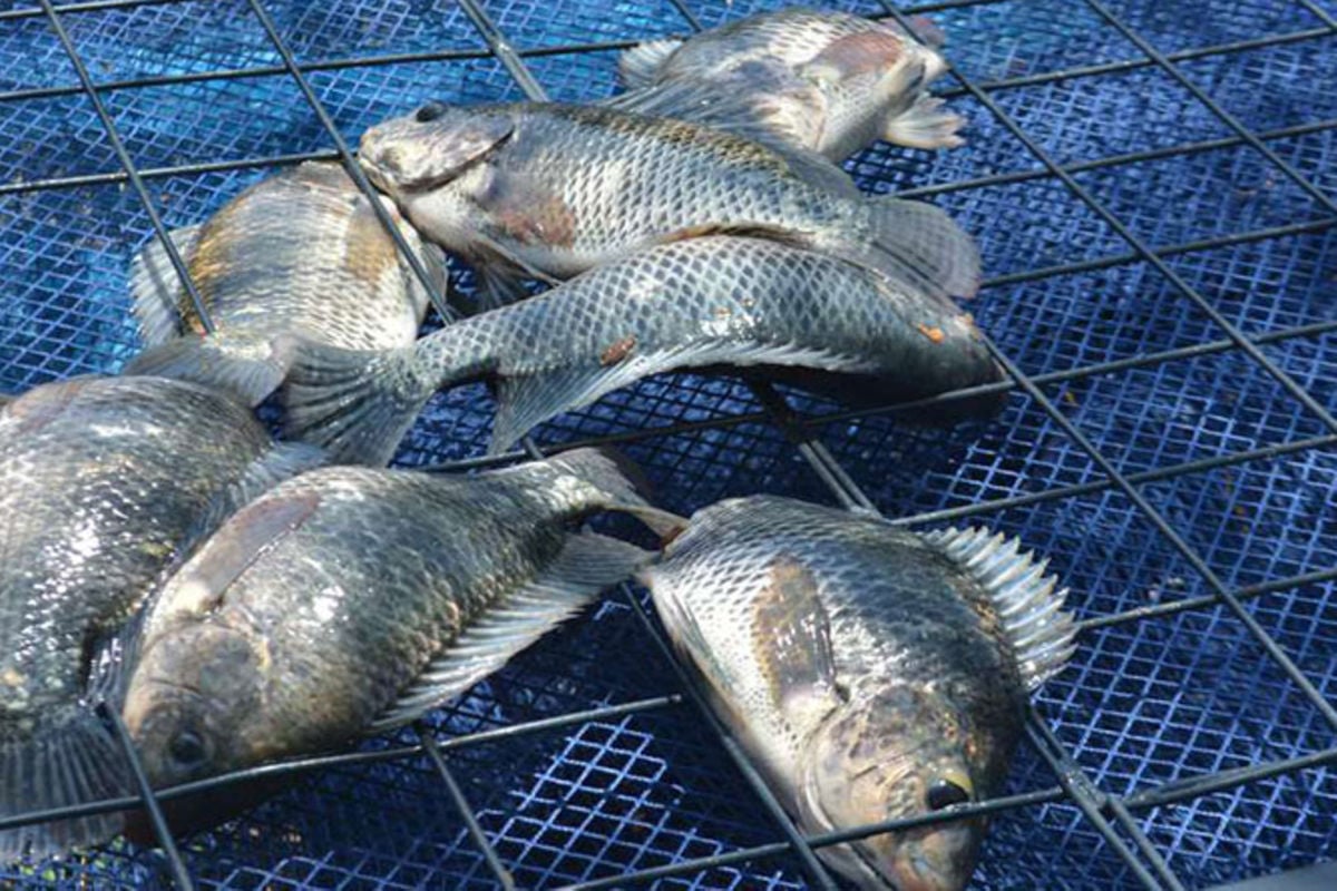 The Fish Is Boneless. (Fishless, Too.) - Business Daily