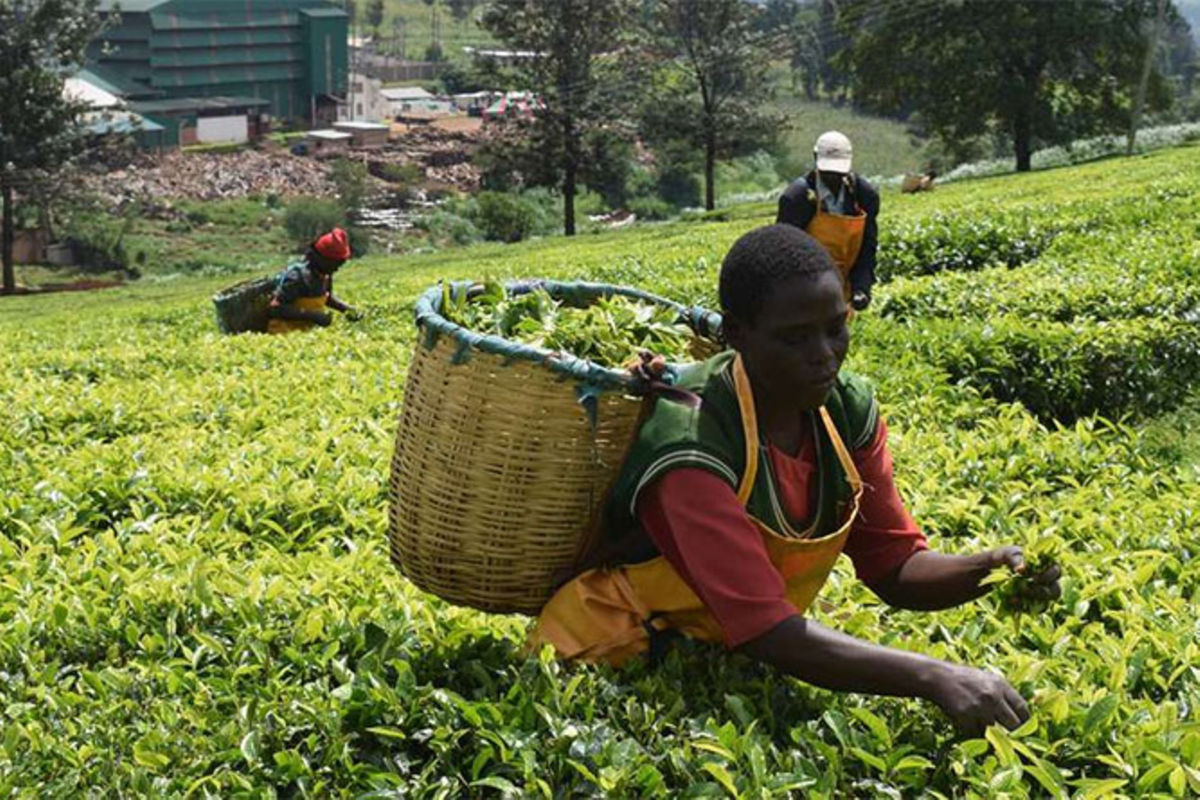 Rwanda tea price higher than Kenya’s at auction - Business Daily