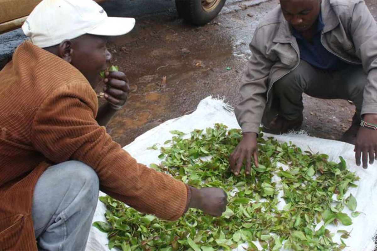 Embu muguka farmers to receive Sh53m funding - Business Daily