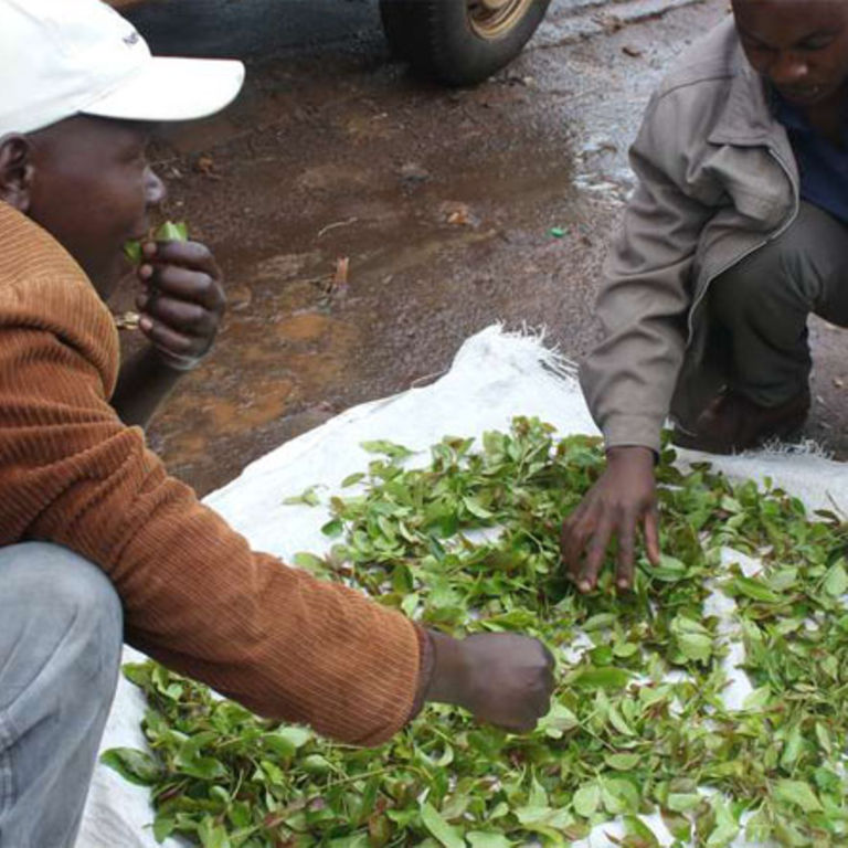 Embu muguka farmers to receive Sh53m funding - Business Daily