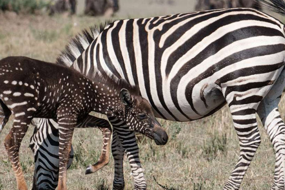 Polka-dotted zebra leaves the Mara - Business Daily