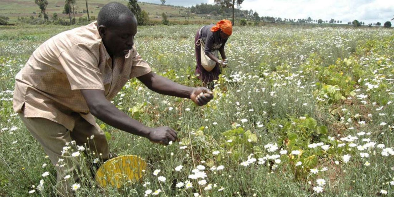 Pyrethrum’s rich history in Kenya and old good days - Business Daily