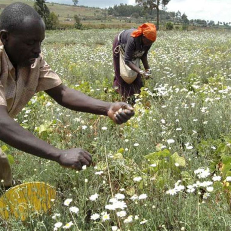 Pyrethrum’s rich history in Kenya and old good days - Business Daily