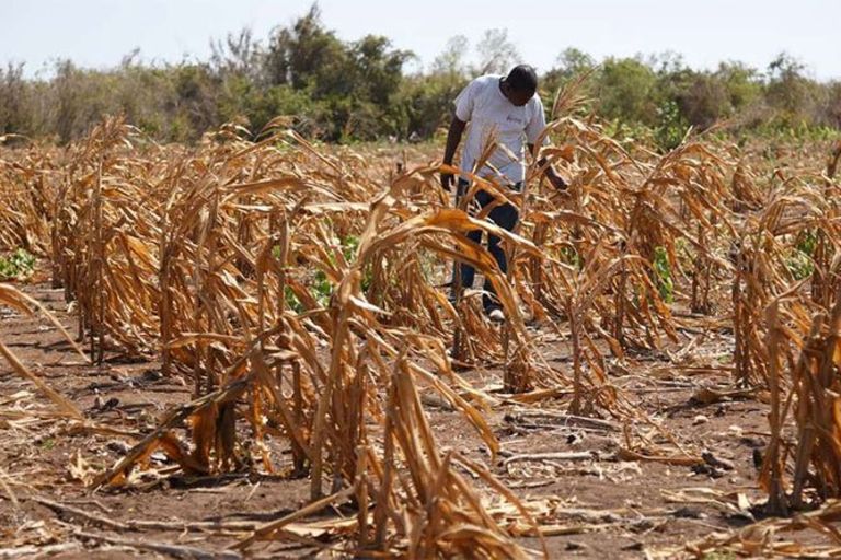 Soil acidity spells doom for future of Kenya agriculture - Business Daily