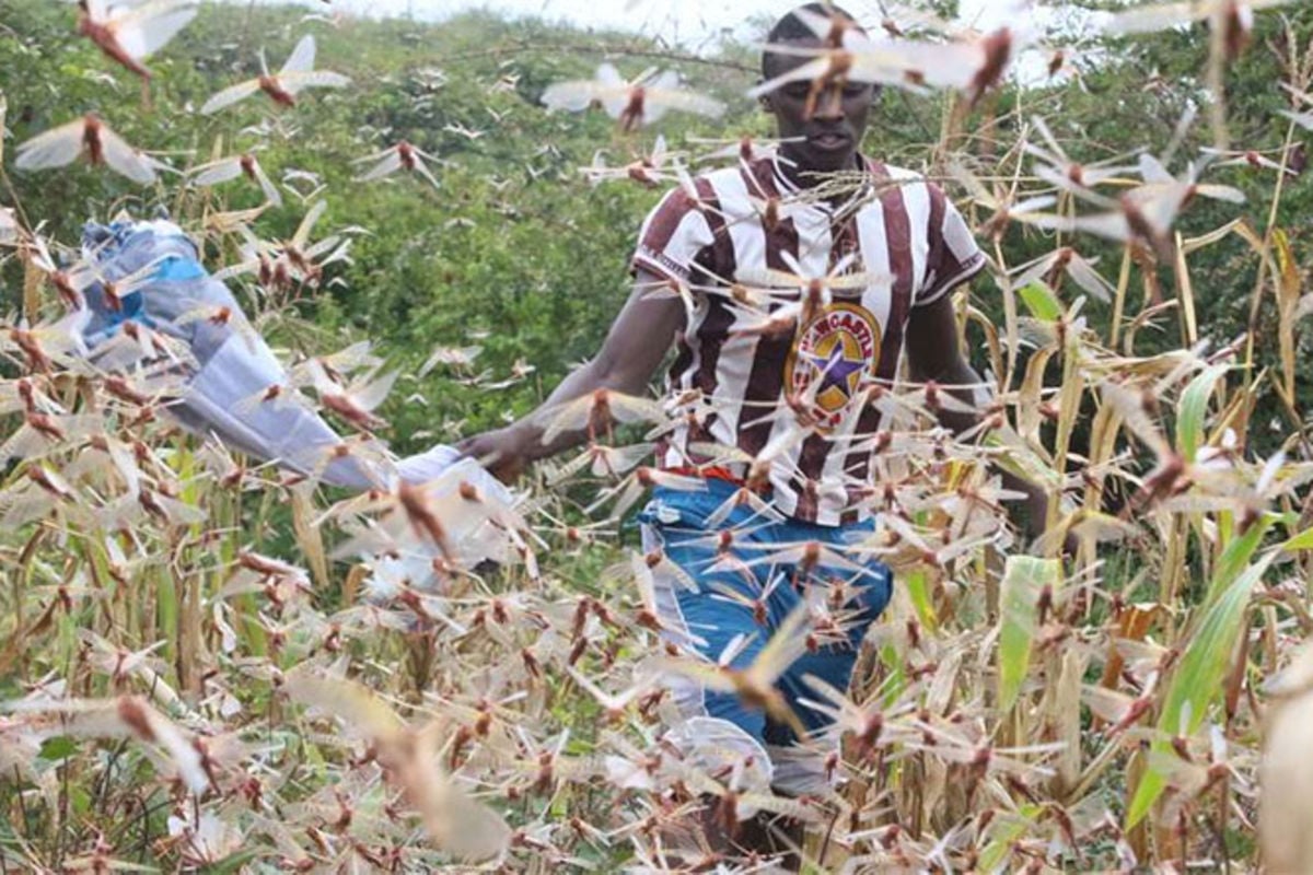 Agency now warns of Kenya’s rating threat from locust invasion ...