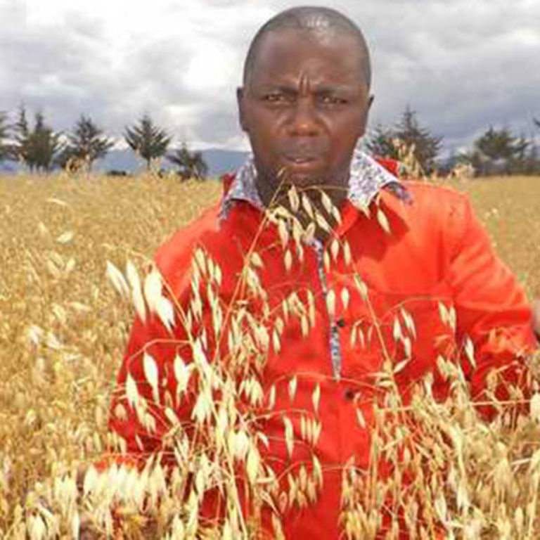 Why maize is giving way to oat farming in Laikipia - Business Daily