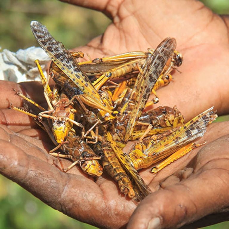 Red Cross wins Sh42m deal to audit locusts loss - Business Daily