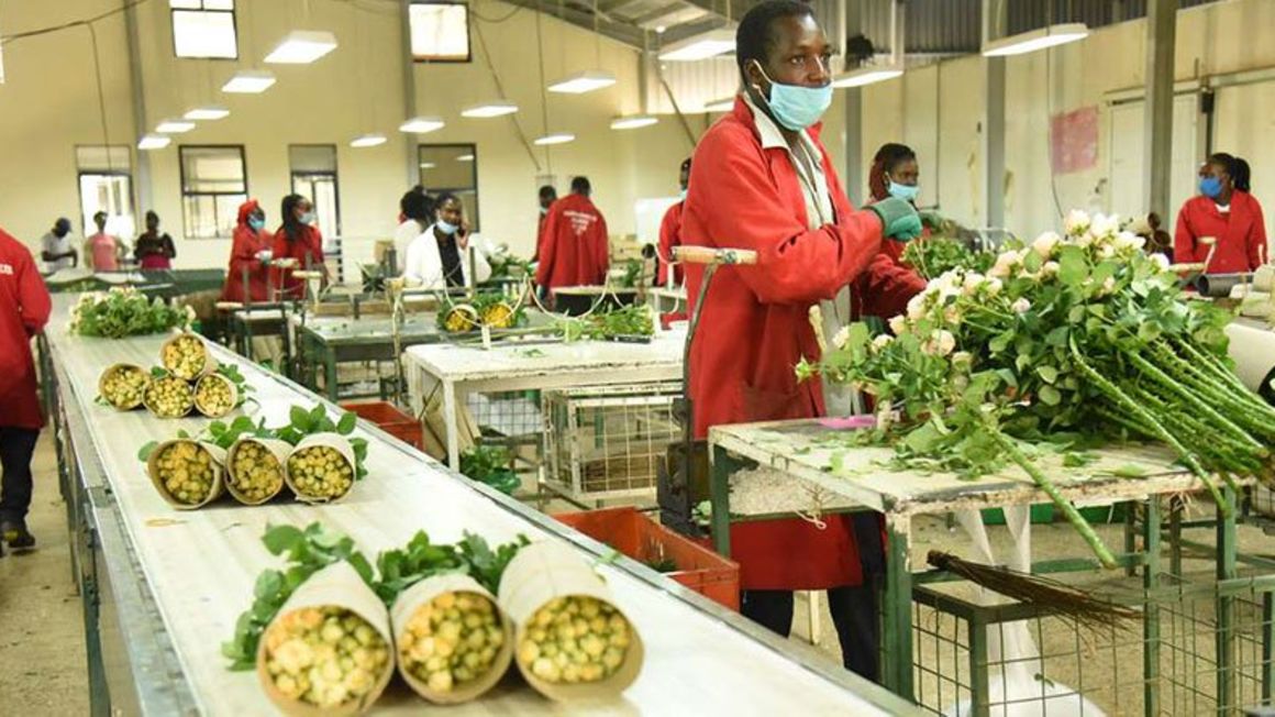Amsterdam sale boost for Kenya flower growers - Business Daily