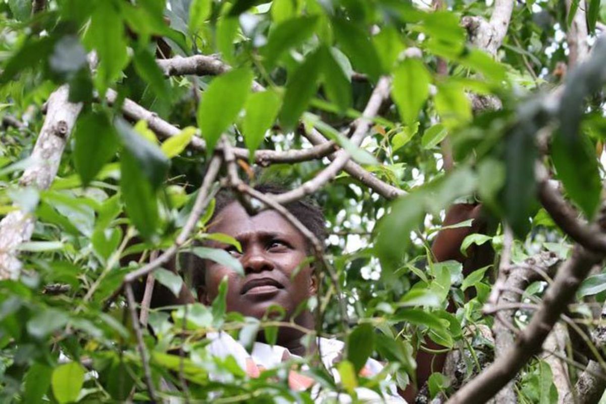 Somalia dashes hopes for Kenya miraa farmers - Business Daily