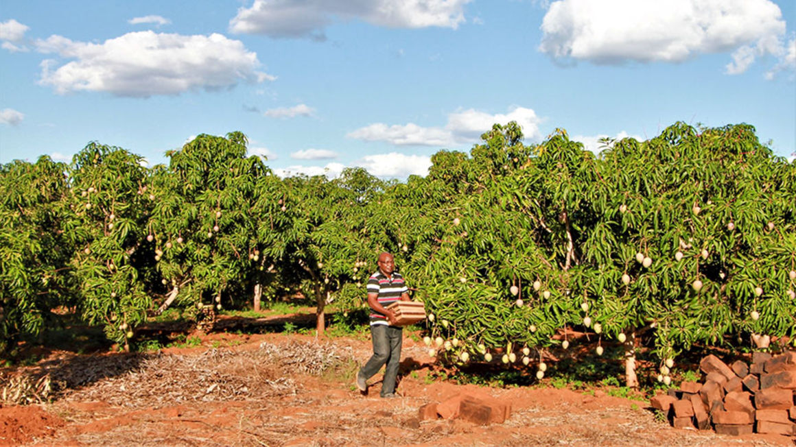 How Makueni mango farmers reap big returns in low season - Business Daily