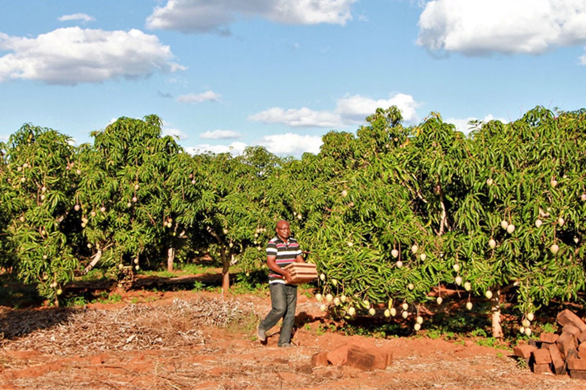 How Makueni mango farmers reap big returns in low season - Business Daily