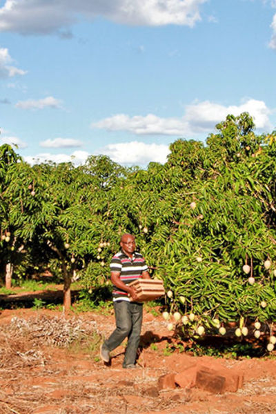 How Makueni mango farmers reap big returns in low season - Business Daily