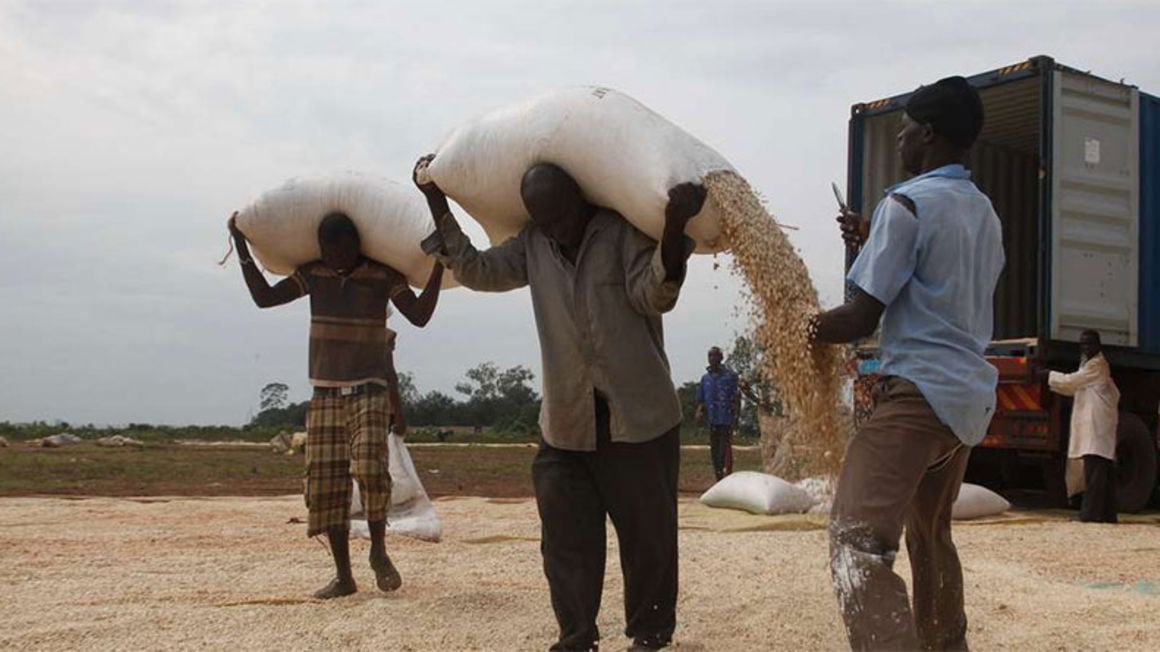 Kenya set for record maize yields in 2020 - Business Daily