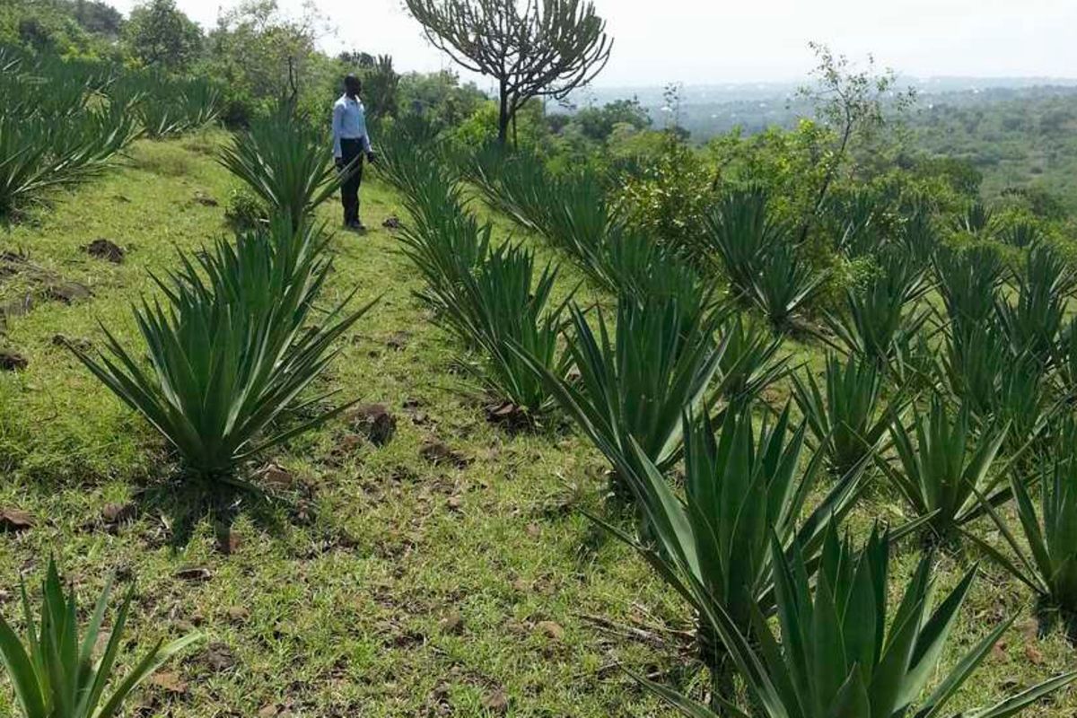 Sisal export income rises to Sh1.2bn on improved demand - Business Daily
