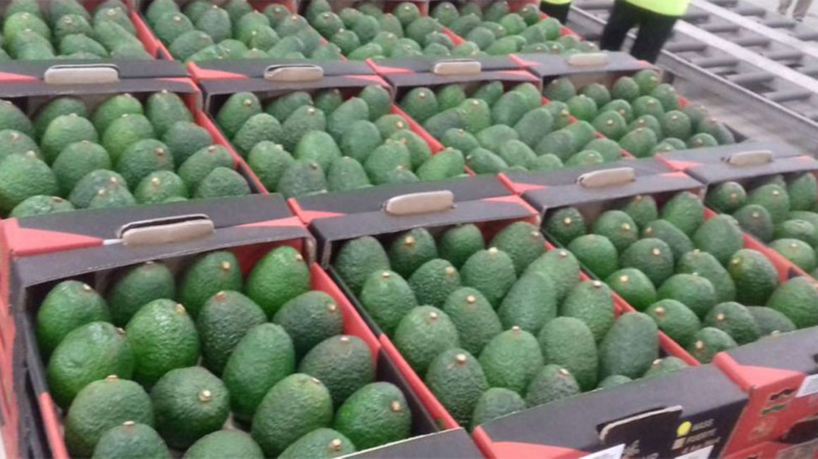 Avocado exports earn Kenya Sh4.6bn in three months - Business Daily