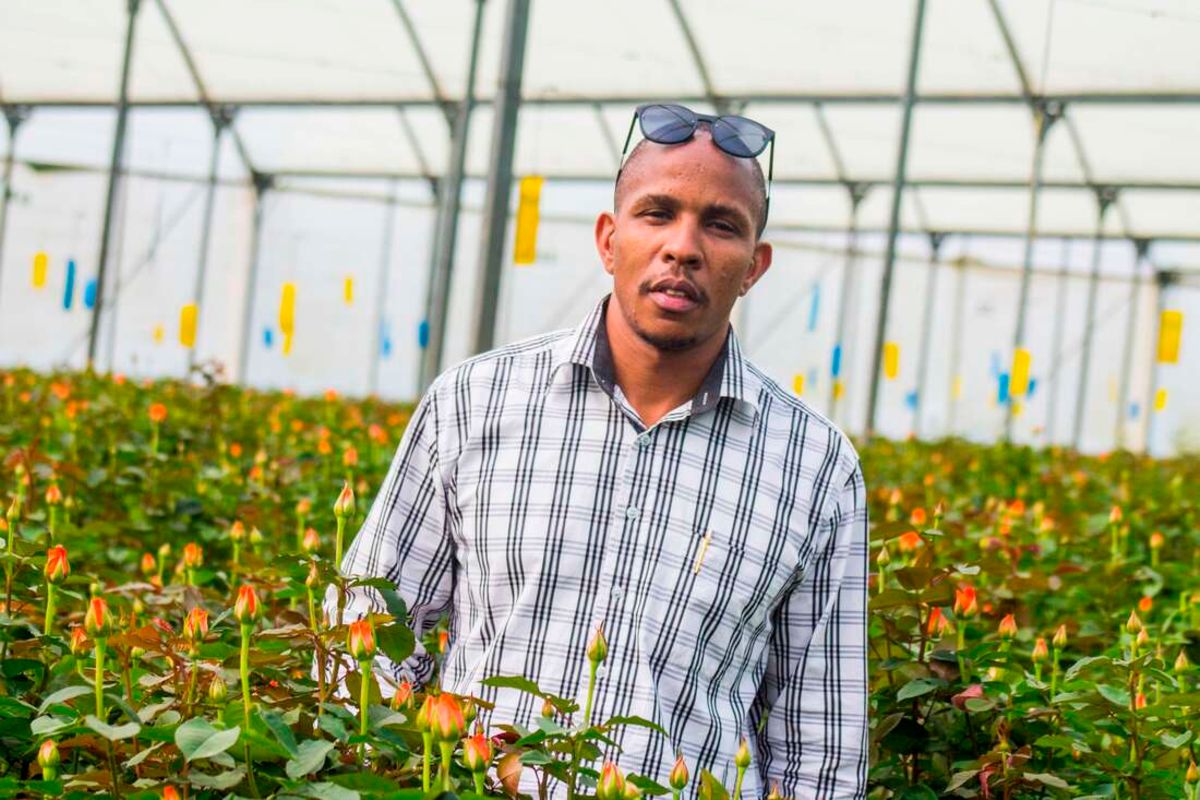 Patrick Mbugua’s rosy journey in flower export - Business Daily
