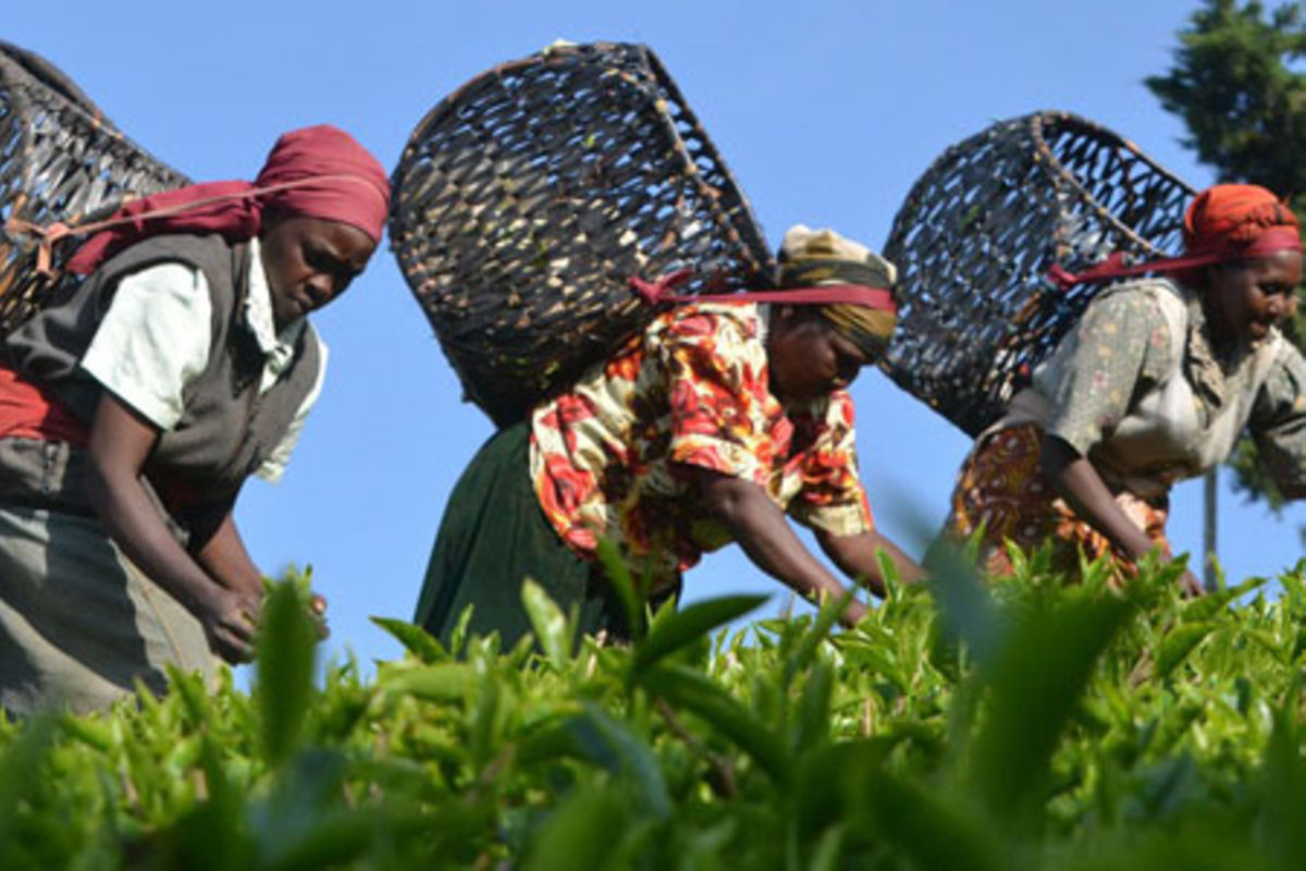 KTDA pays tea farmers Sh5.5 billion in mini bonus, December deliveries ...
