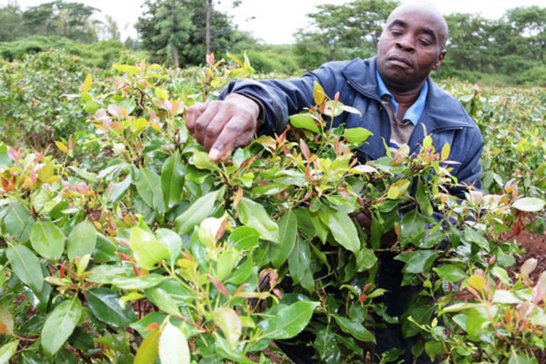 Farmers count losses as worms wreak havoc on muguka farms - Business Daily