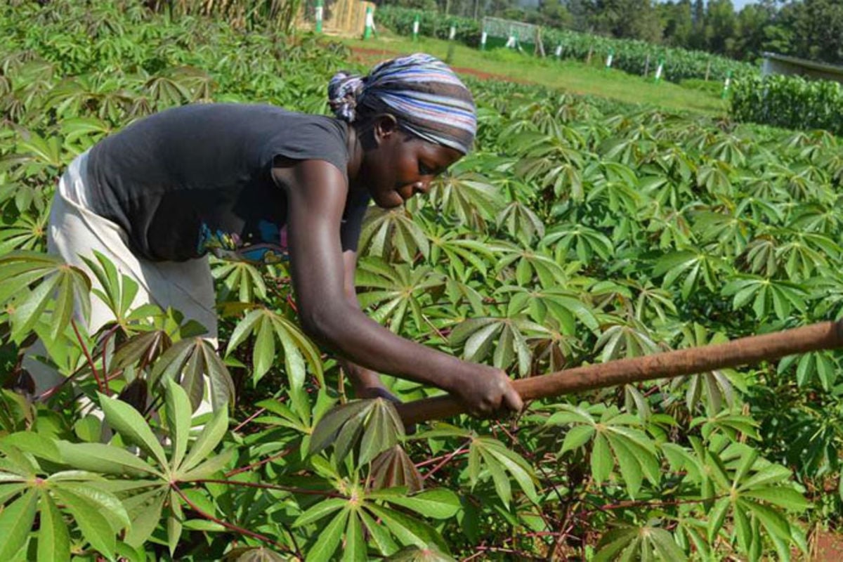 Kenya is on track to approving GM cassava — take a bow local scientists ...